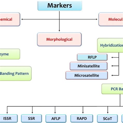 Use Of Molecular Markers For Diversity Assessment Of Diosgenin