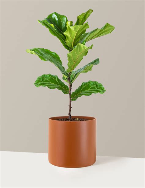 Fiddle Leaf Fig Bush Trendy Houseplants The Sill