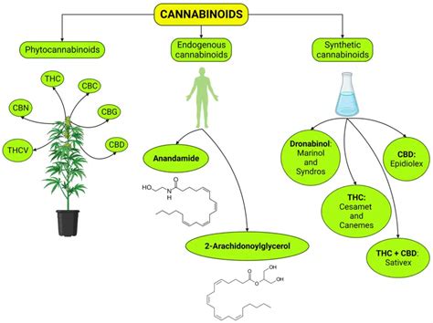 Cannabinoids 101 Types Effects And Everything You Need To Know