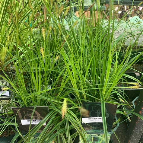Carex Everlime Grass Bunkers Hill Plant Nursery