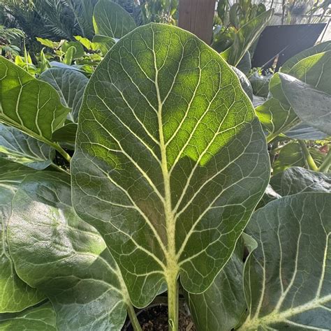 Dendroseris Littoralis Sonchus Brassicifolius Big Plant Nursery