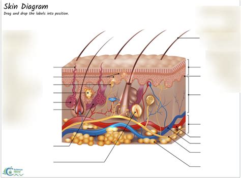 Anatomy Skin Quiz Diagram Quizlet