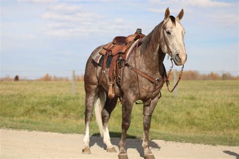Peptos Natural Peterson Performance Horses
