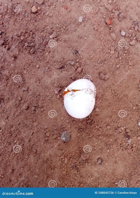 Small White Hatched Eggshell Of A Gecko This Photo Was Taken On May