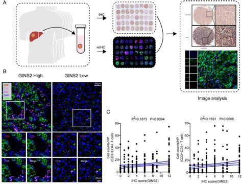 Significant Correlations Between Gins2 Levels And Cd3 Cd8 T Cells Download Scientific