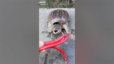Turtle eating Red chilli angrily 🔥#shorts #trendingshorts #viralshorts #subscribe - YouTube
