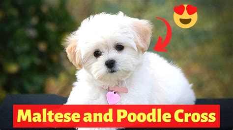 Are Maltese Poodles Hypoallergenic