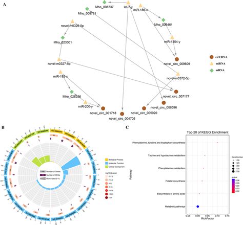 Cerna Network And Function Enrichment Analysis Of Target Mrnas In This