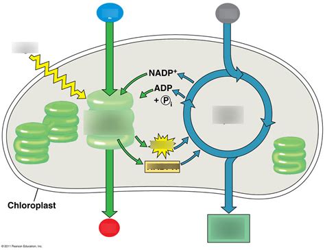 Chloroplast Diagram Diagram Quizlet
