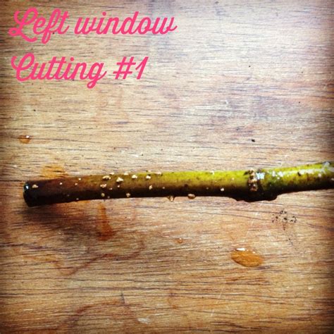 Im An Outlaw Not A Hero A New Twist Fig Tree Propagation Update Neuf