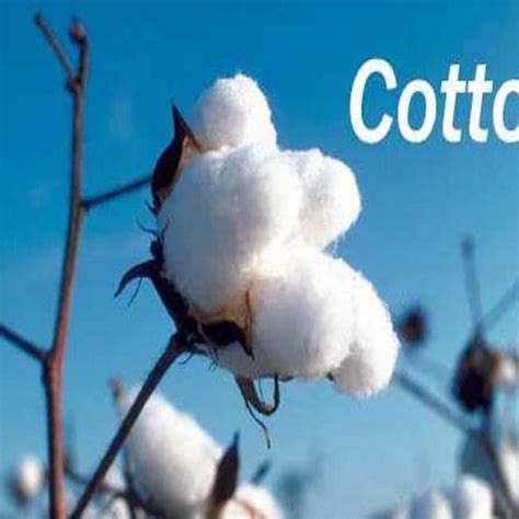 Cotton Turkey, Size/Length: 29mm, Packaging Size: Bales Of 160 Kg, Rs ...