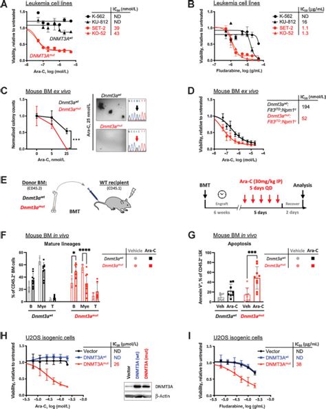 DNMT A Harboring Leukemia Associated Mutations Directs Sensitivity To DNA Damage At Replication