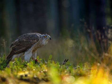 100 Wallpaper Goshawk