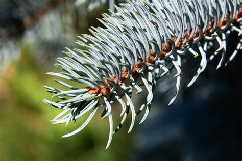 Jodła Nobilis Pielęgnacja I Uprawa W Ogrodzie