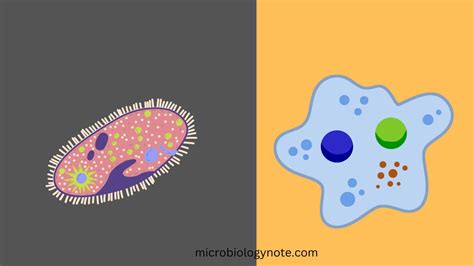 Difference Between Gram Positive And Gram Negative Bacteria Gram