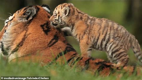 Adorable Moment Two Newborn Tiger Cubs Play With Their Mother Who Has Given Up On Her Nap
