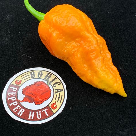 Apocalypse Scorpion Seeds