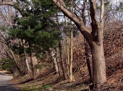 60 Trees Will Be Cut Down In Darien What Happens Now