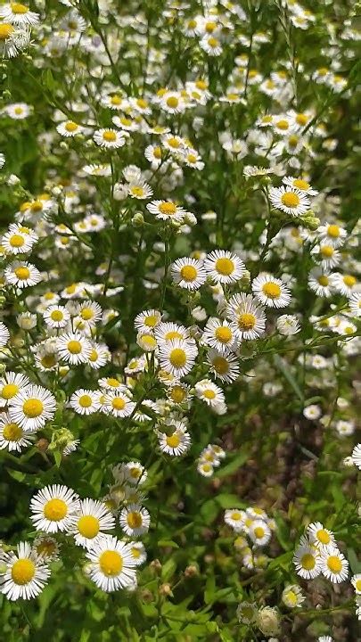 Ромашкове поле краса ромашка природа польові квіти милана Love