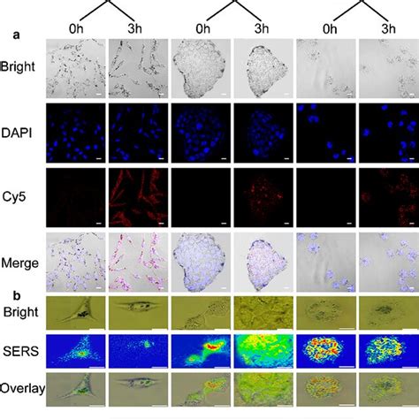 A Fluorescence Imaging And B Sers Imaging Of Intracellular Bax Mrna