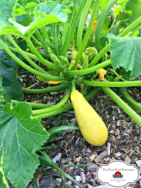 Squash Growing