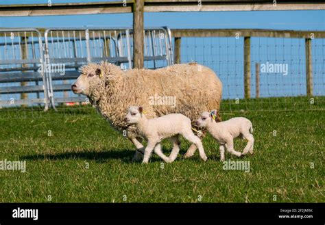 Shetland Sheep Lamb Twins Running With Mother Ewe In Field In Sunshine