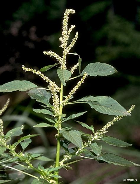 Amaranthus Spinosus