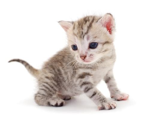 Premium Photo Small Gray Kitten