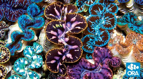 Maxima Clam Tridacna Maxima Ora Oceans Reefs And Aquariums