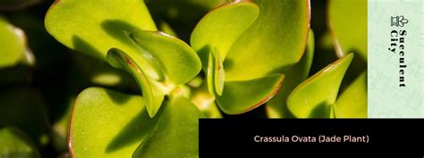 Crassula Genus Succulent City