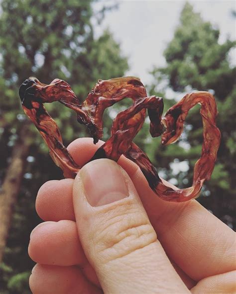 Moms Are Now Making Art With Their Umbilical Cords Umbilical Cord