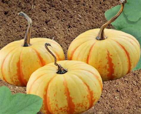 Blaze Mini Pumpkin Seeds