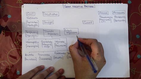 Gram Negative Bacteria Classification