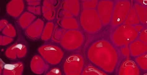 A Red Cell Image Of A Plant Stem Premium Photo