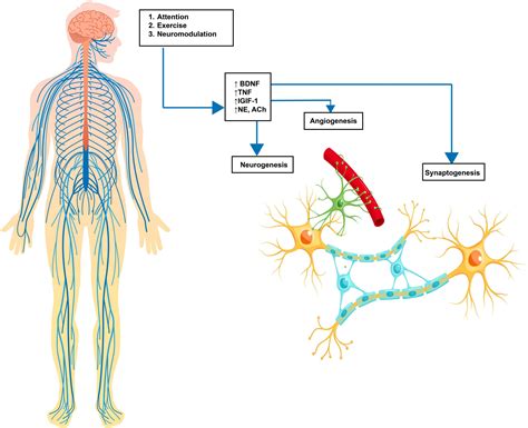 Frontiers A Review Of Combined Neuromodulation And Physical Therapy Interventions For Enhanced