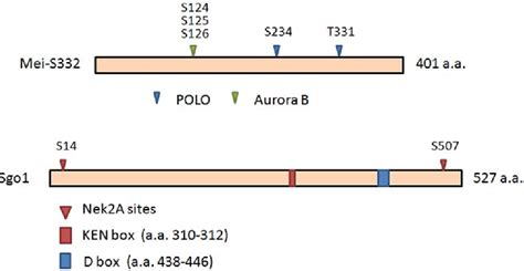 Figure 1 From Mitotic Checkpoint Control And Chromatin Remodeling Semantic Scholar