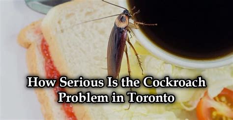 How Serious Is The Cockroach Problem In Toronto Pestong Pest Control