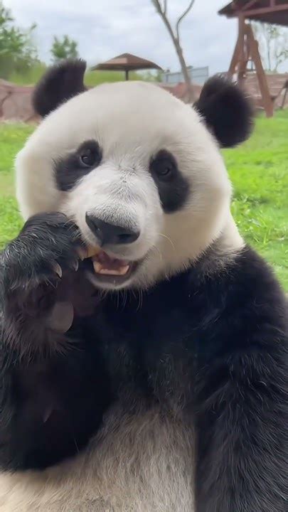 震生今日不打座，给姨姨们来段吃播大熊猫震生 不止我一个想rua大熊猫 国宝熊猫 来这吸熊猫 萌到爆炸了💥 Youtube