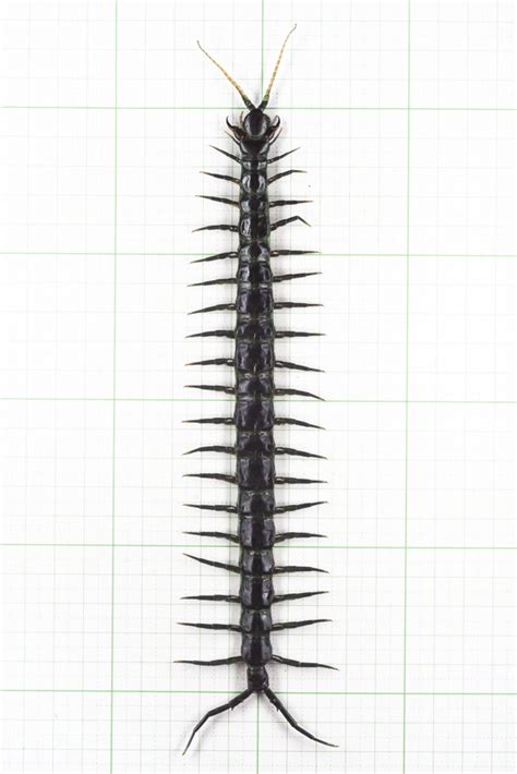 Yahoo オークション Scolopendra Morsitans 03 ジャワ島のオオムカデ