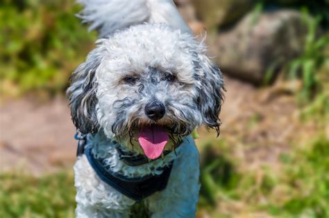 Bichon Poodle Cross