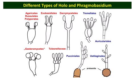 Lecture 22 Classification Of Basidiomycotapptx