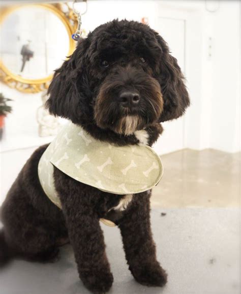 Archie Cockapoo Wearing Mutts And Hounds Sage Bone Linen Harness
