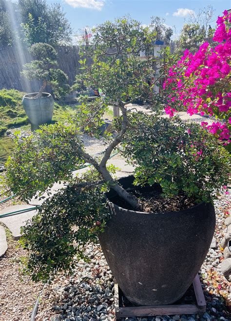 צמח מעוצב בסגנון יפני נאווקי מסוג אלת המסטיק 3227 אקו בונסאי