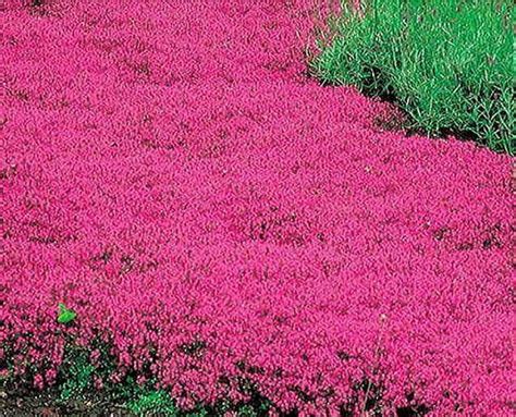Wooly Thyme Ground Cover Lawn Red Creeping Thyme Gertens Garden