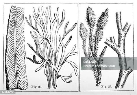 Plantas Criptogámicas Del Período Paleozoico Foto De Stock Y Más Banco