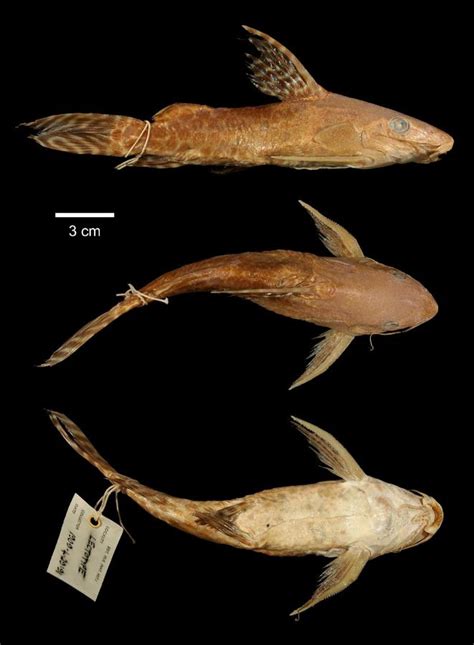 Filesynodontis Pardalis Boulenger 1908 1056956786 Handwiki