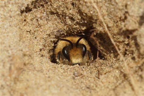 The Buzz About Bees 19 Ways To Help Bees In Your Backyard Reportwire