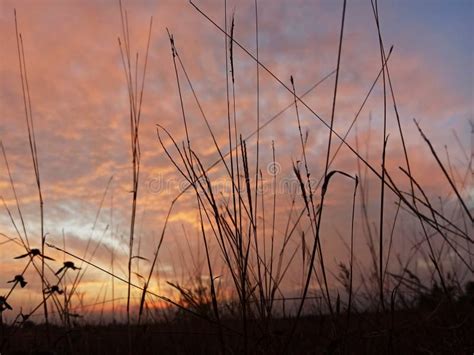 Grass View During Evening Time Stock Image Image Of Dark Herb 224504763