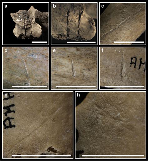 Perimortem Cut Marks On Postcranial Bones Detailed Description In S2 Download Scientific