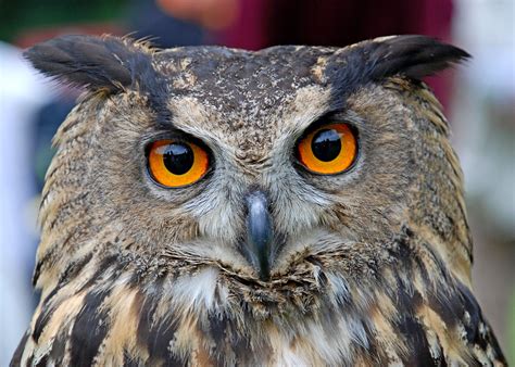 Eurasian Eagle Owls Information Pictures And Conservation Owlcation